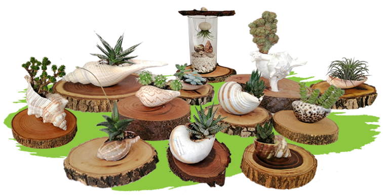 گل‌بوته – فروشگاه آنلاین گل و گیاه